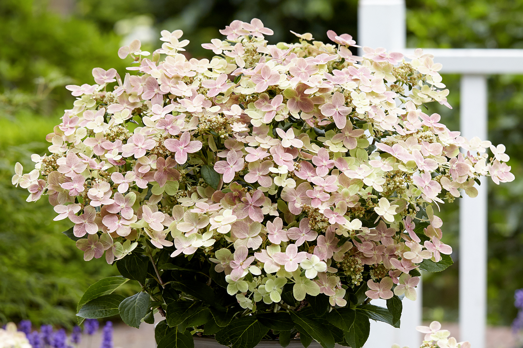 hydrangea-early-evolution-50
